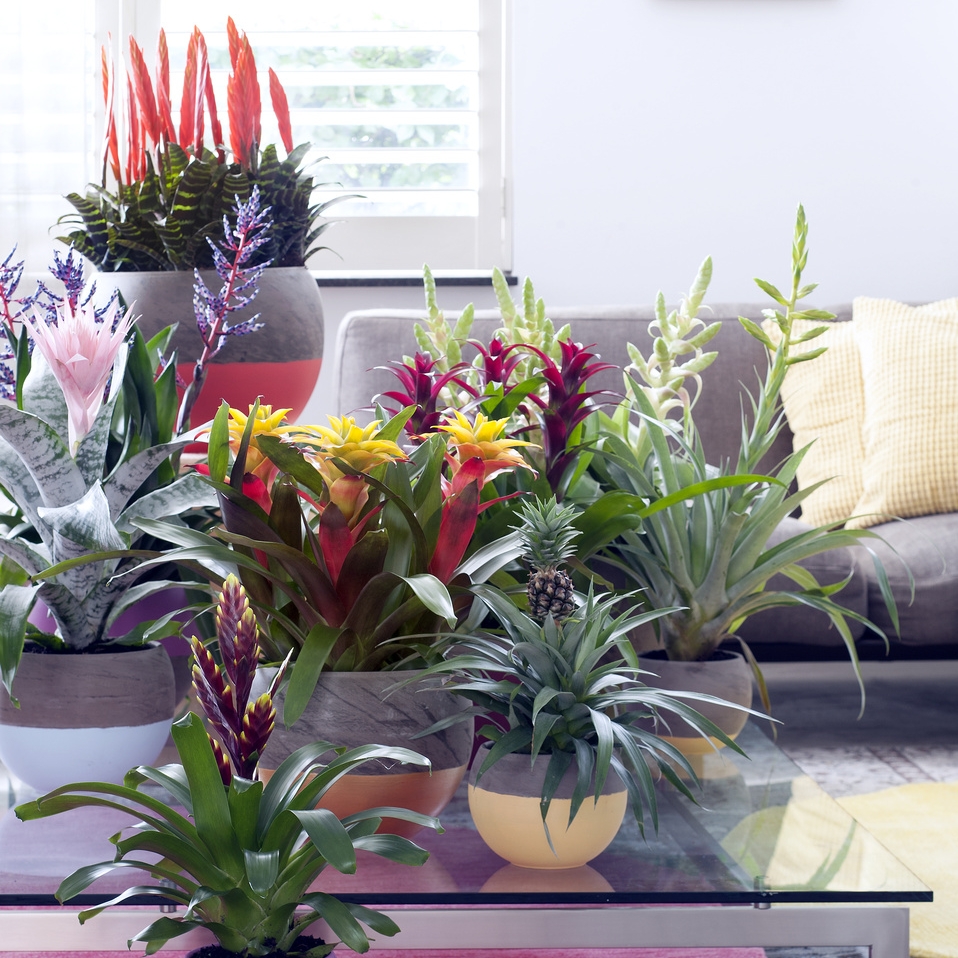 Exotic Plant & Deroose Plants