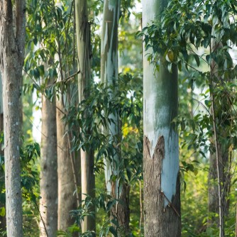 Exotic Plant & Deroose Plants