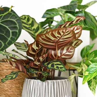 Exotic Plant & Deroose Plants