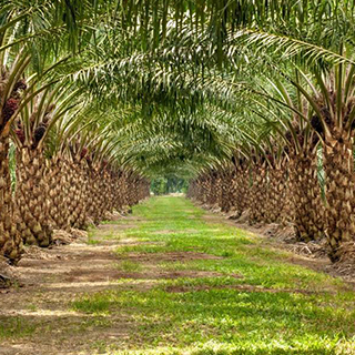 Exotic Plant & Deroose Plants