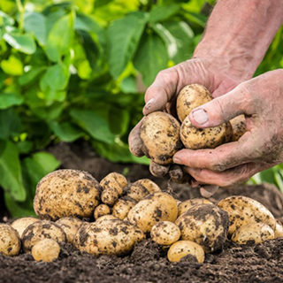 Exotic Plant & Deroose Plants
