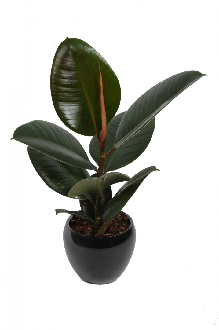 Ficus Robusta